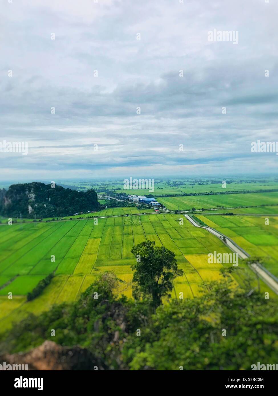 Malaysia Rice Paddy High Resolution Stock Photography and Images - Alamy