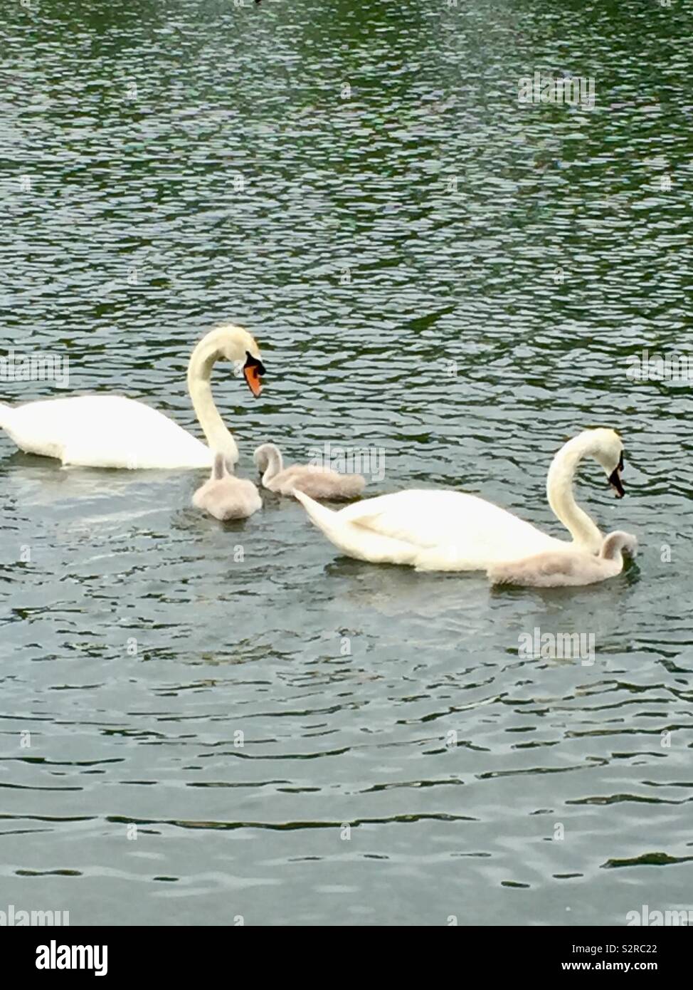 Swans with signets swimming on water hi-res stock photography and ...