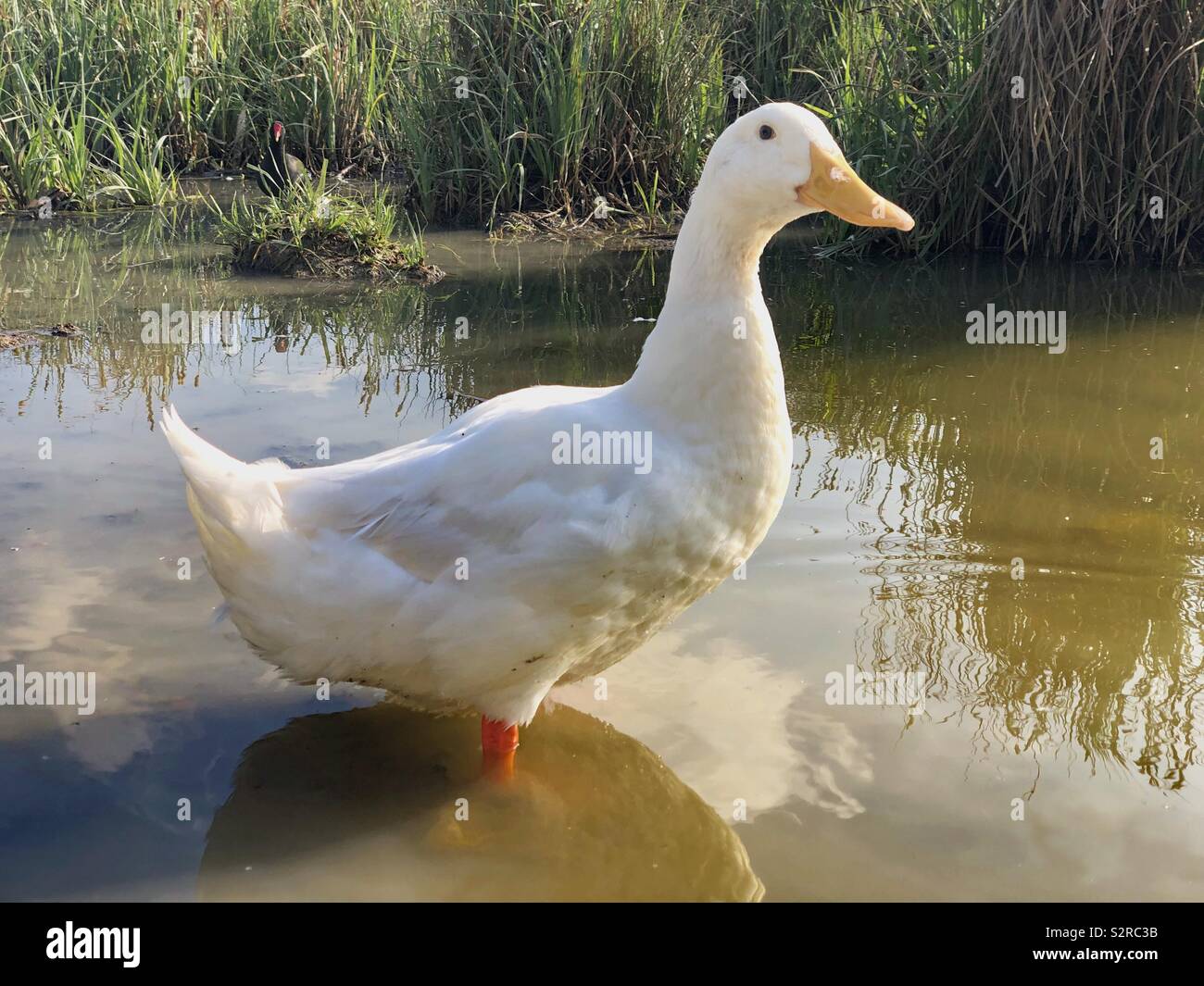 Heavy white Pekin duck standing in shallow water Stock Photo - Alamy