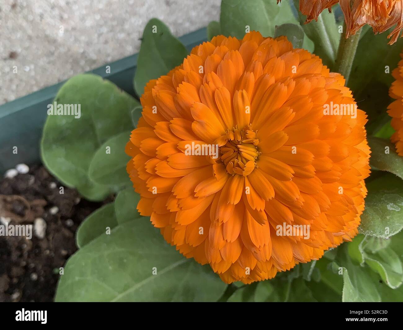 Big orange hi-res stock photography and images - Alamy