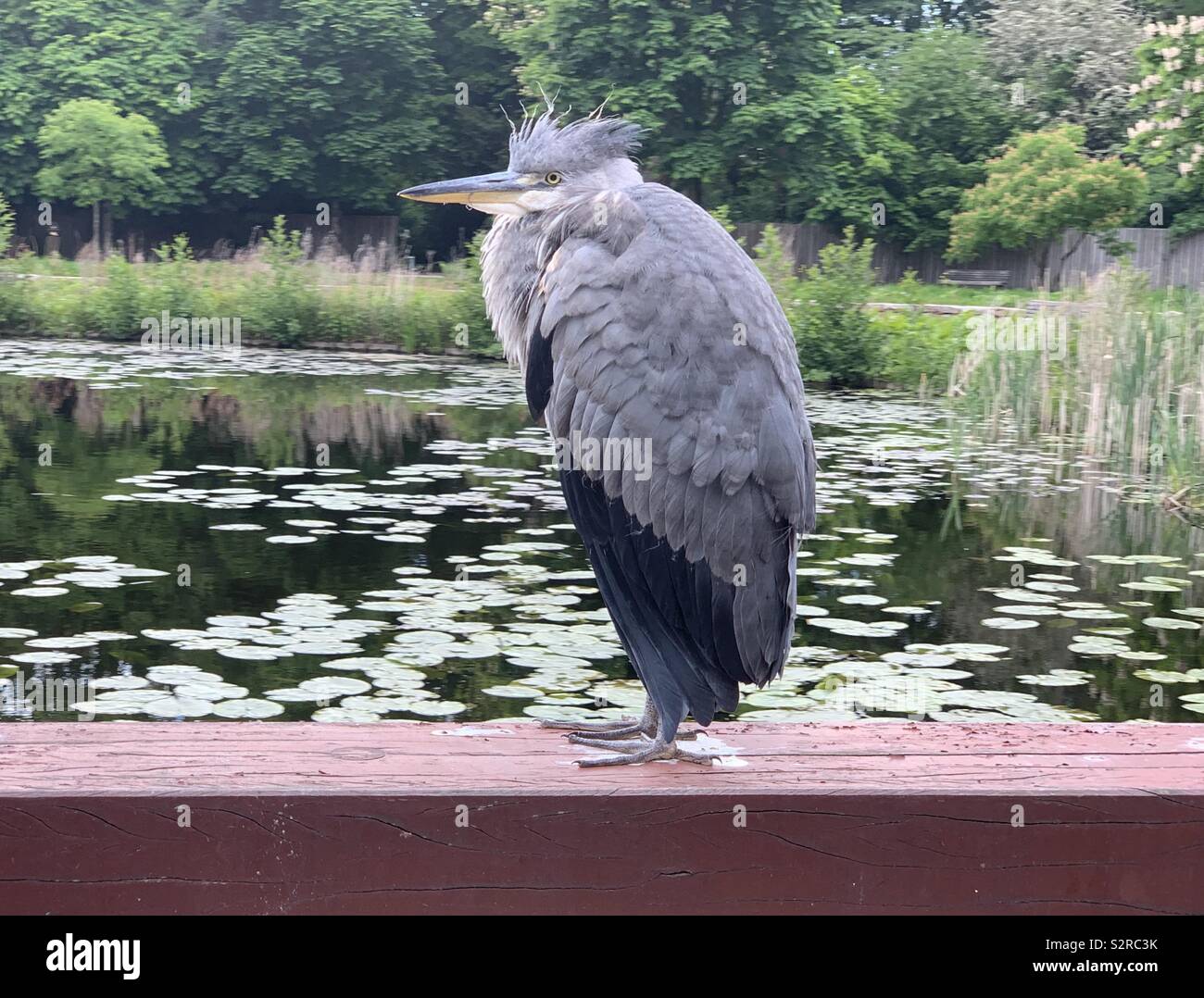 Huge Bird High Resolution Stock Photography and Images - Alamy