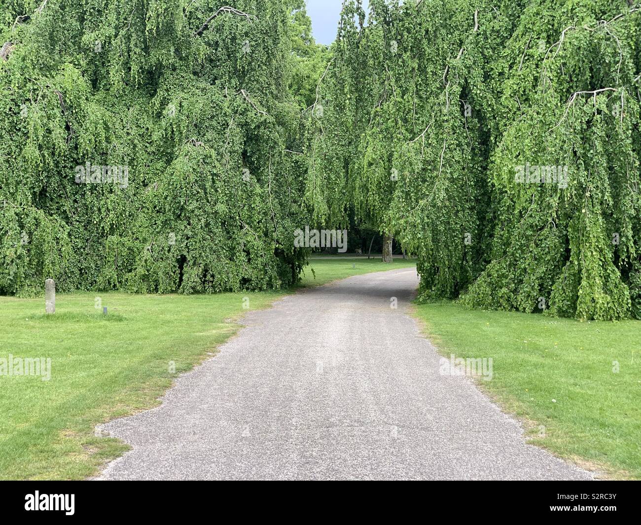 Tree Arch Path Stock Photo - Alamy