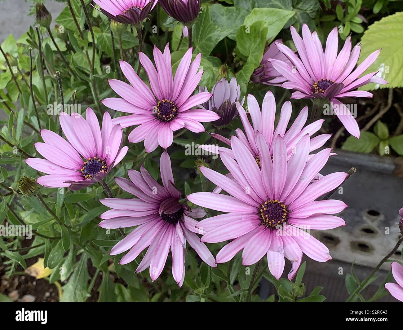 Gradient of flowers hi-res stock photography and images - Alamy