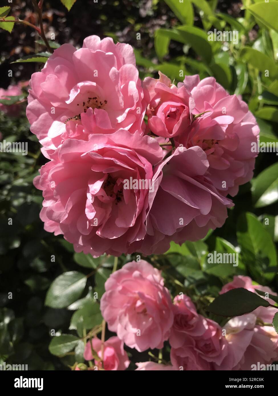 Trailing roses hi-res stock photography and images - Alamy