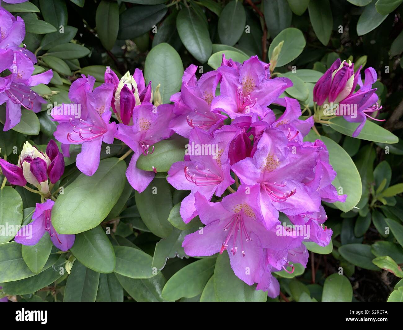 Purple flower spread hi-res stock photography and images - Alamy