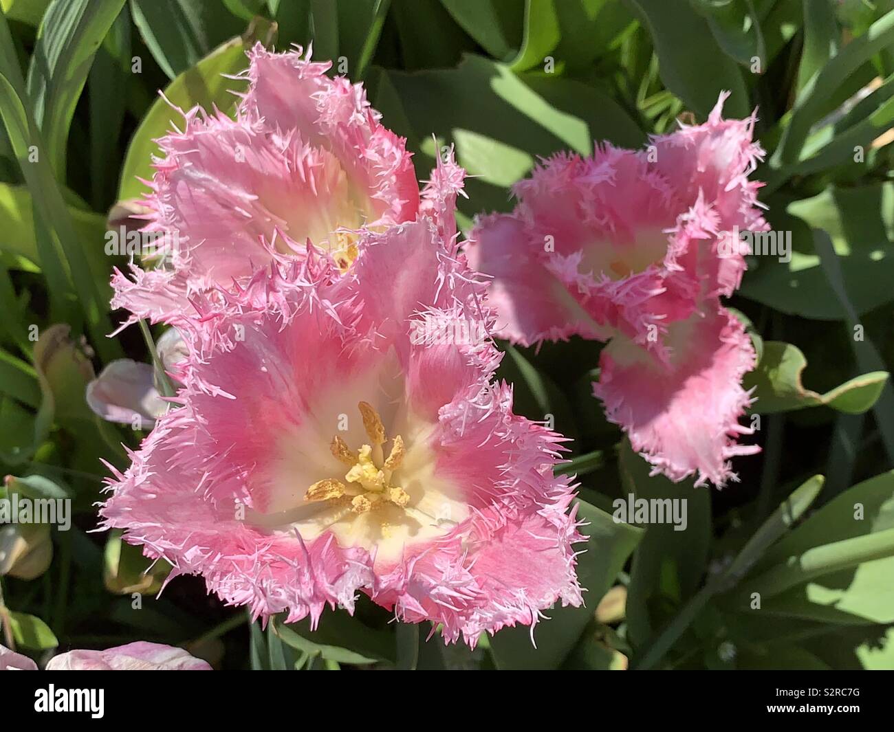 Spiked tulip hi-res stock photography and images - Alamy
