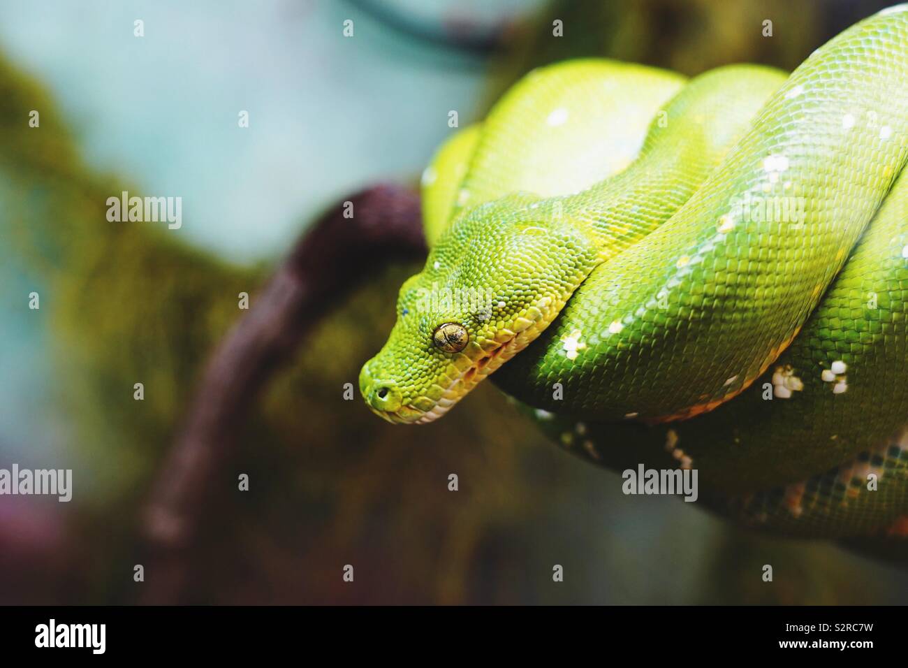 Australias wildlife in northern queensland: green tree python rolled on ...