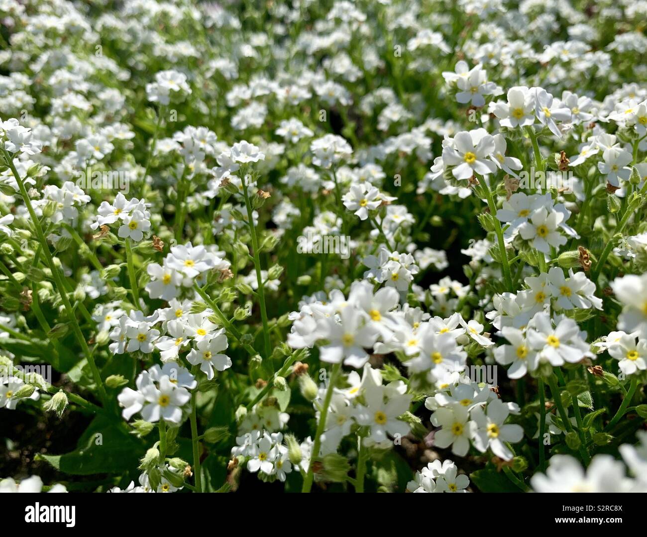 White flowers field hi-res stock photography and images - Alamy