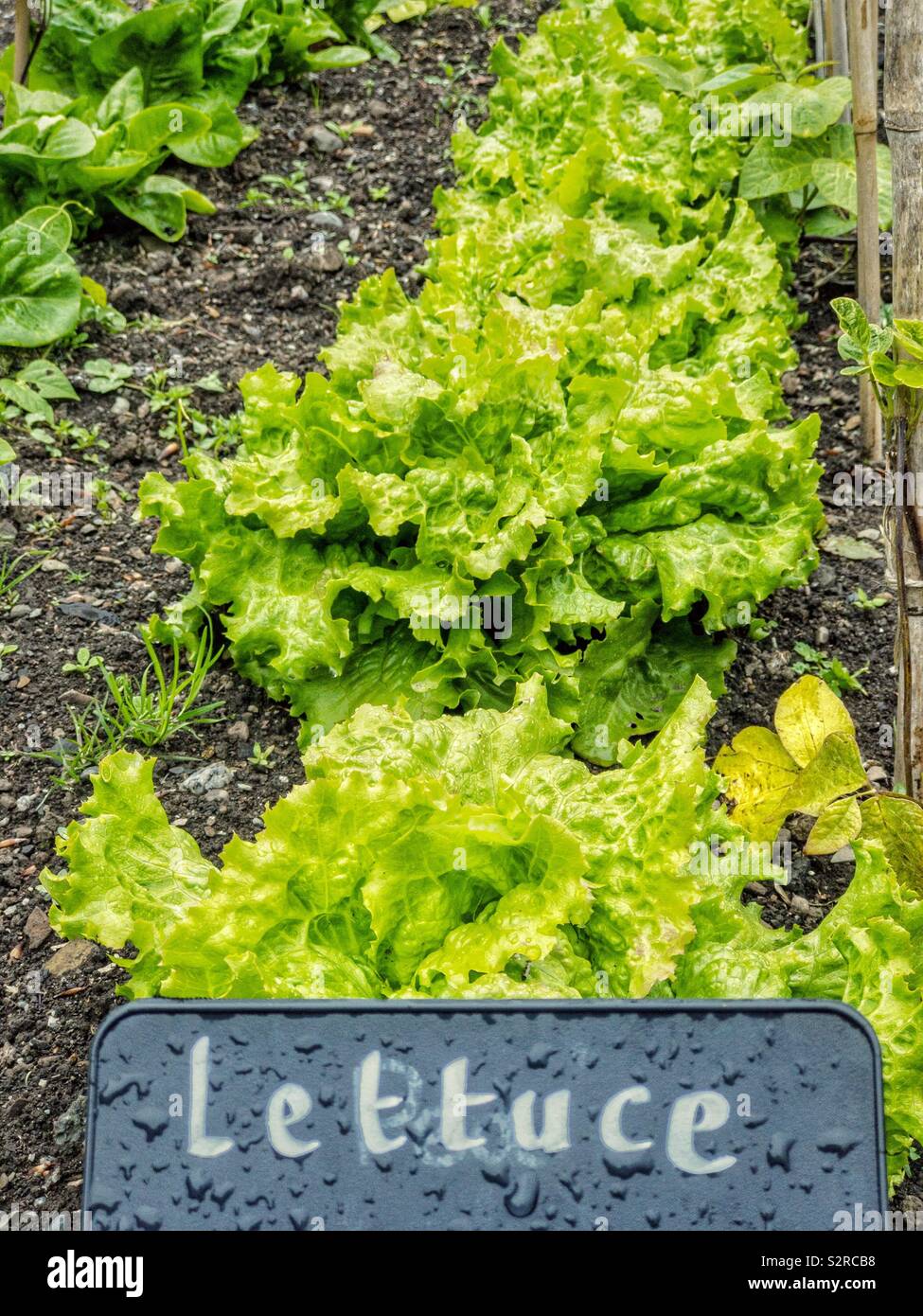 Row Plant Labels High Resolution Stock Photography and Images - Alamy