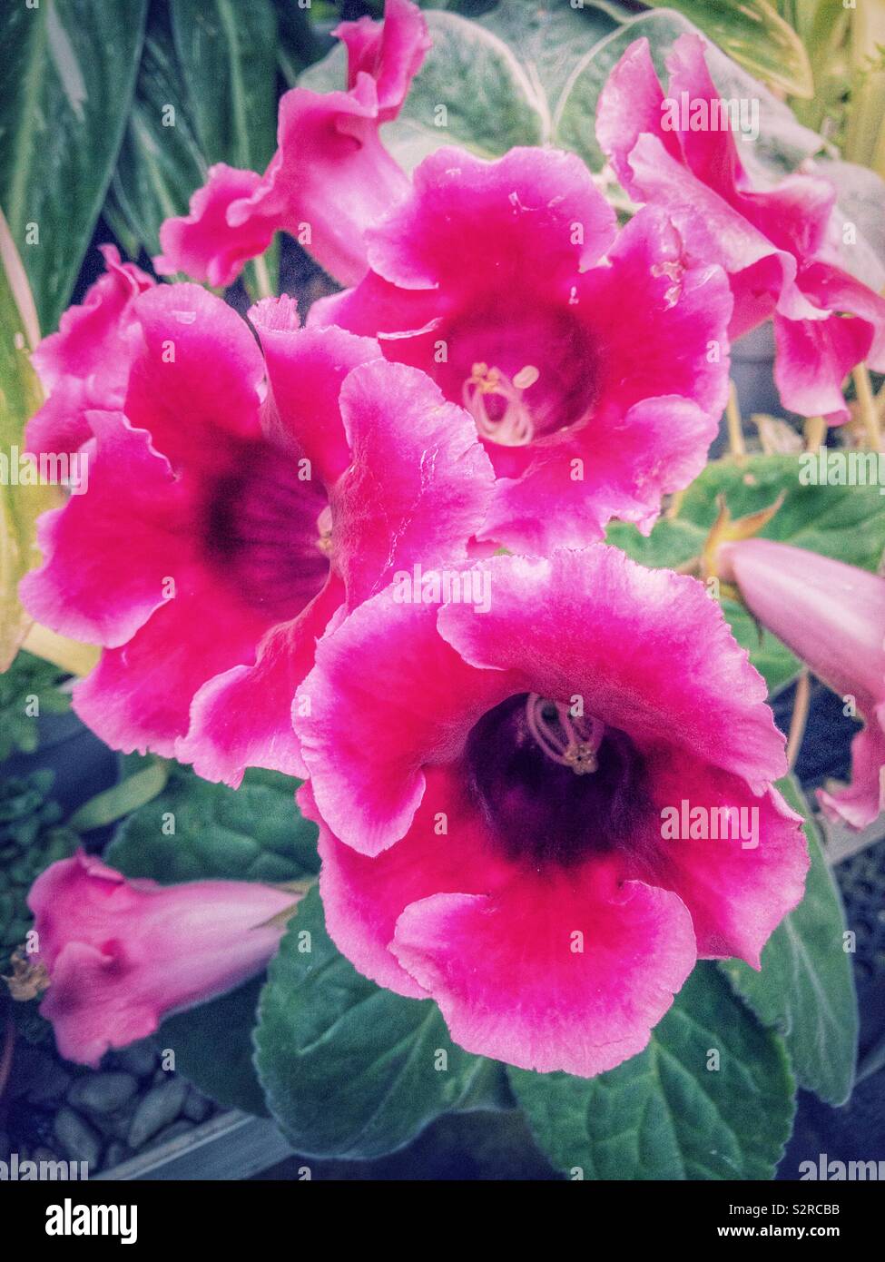 Reddish flowers of a Gloxinia plant Stock Photo - Alamy