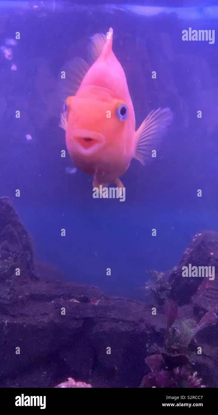 Lost of fish hi-res stock photography and images - Alamy