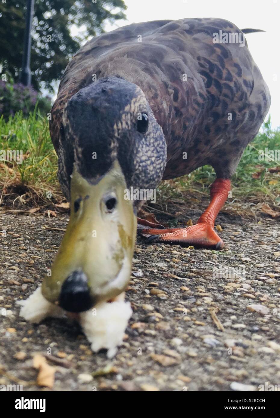 Feeding duck bread hi-res stock photography and images - Alamy