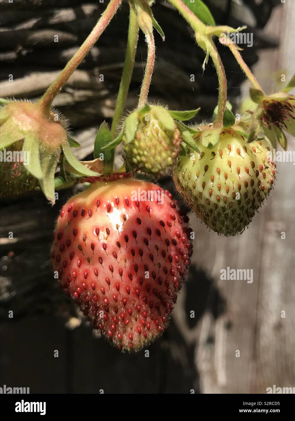 Fruits garden hi-res stock photography and images - Alamy