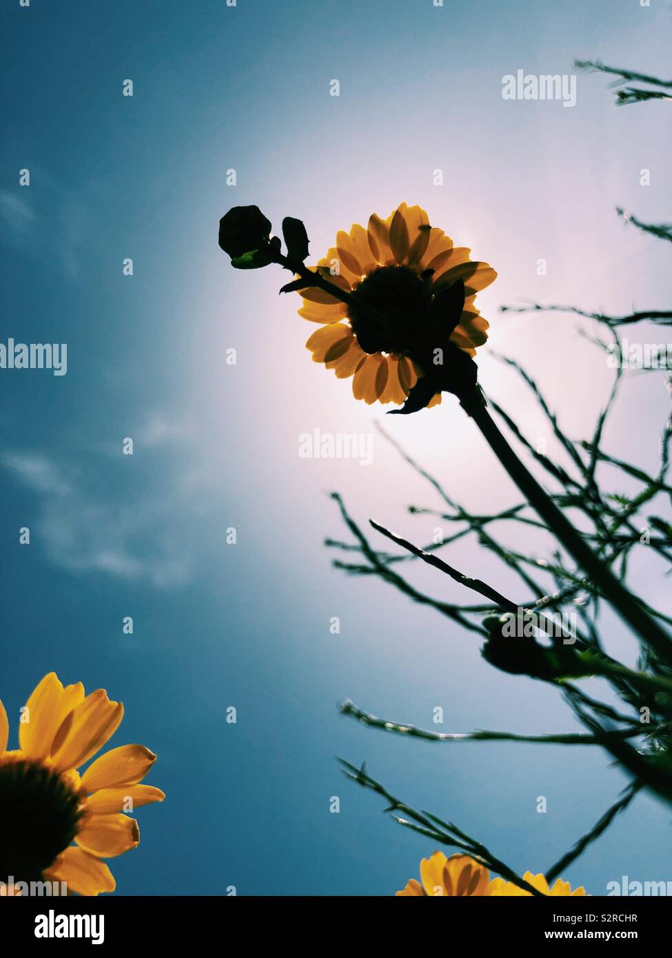 Yellow Flowers photographed from low angle Stock Photo - Alamy