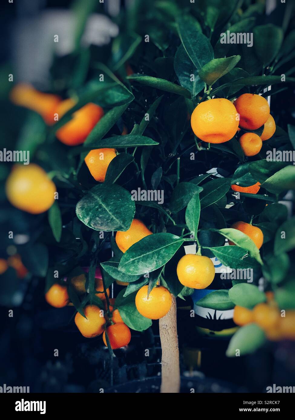 Tangerine tree plant in Paris Stock Photo - Alamy