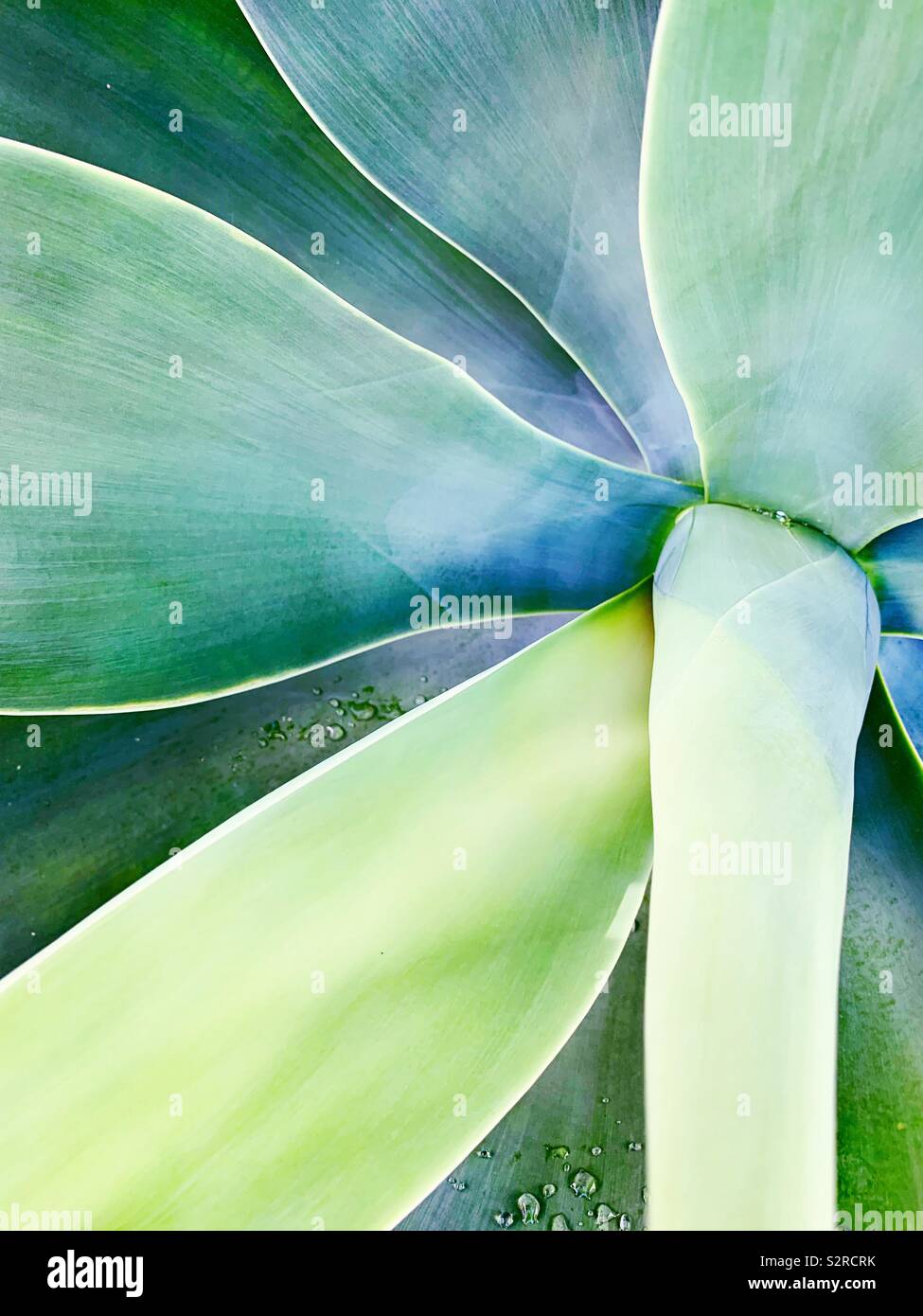 Australia agave hi-res stock photography and images - Alamy