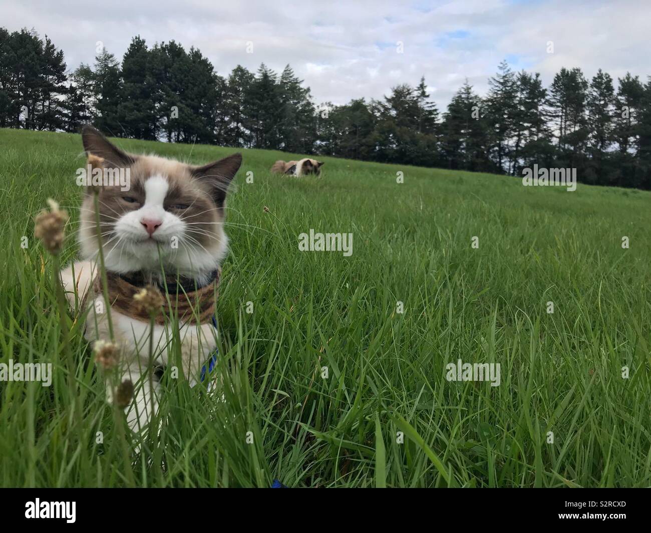Ragdoll walks in fields Stock Photo - Alamy