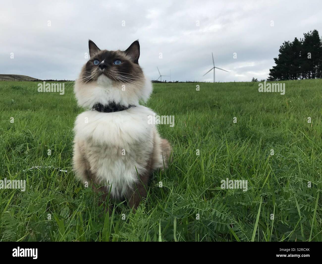 Ragdoll walks field wind turbines in background Stock Photo - Alamy