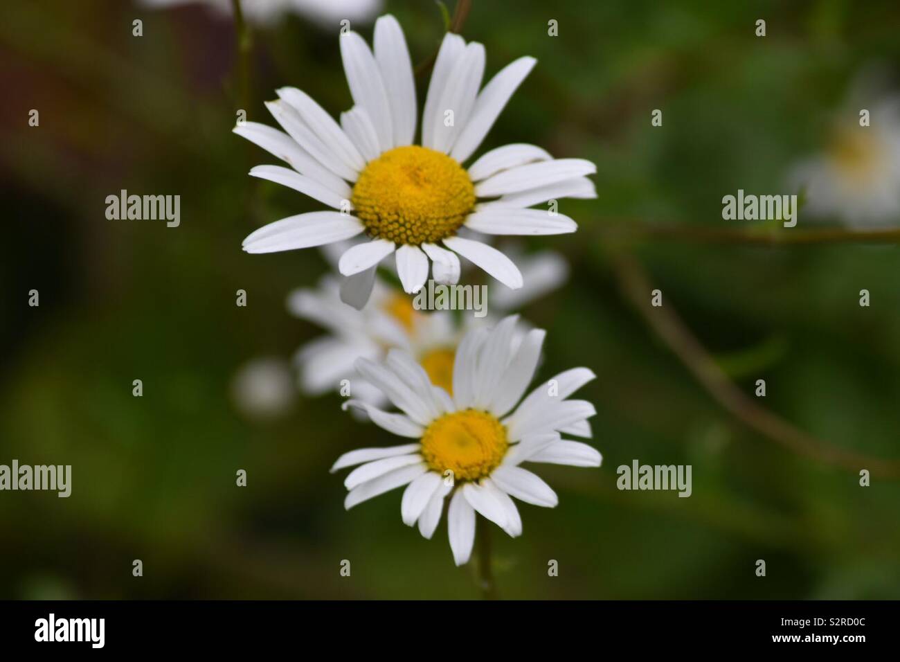 Two daisies hi-res stock photography and images - Alamy