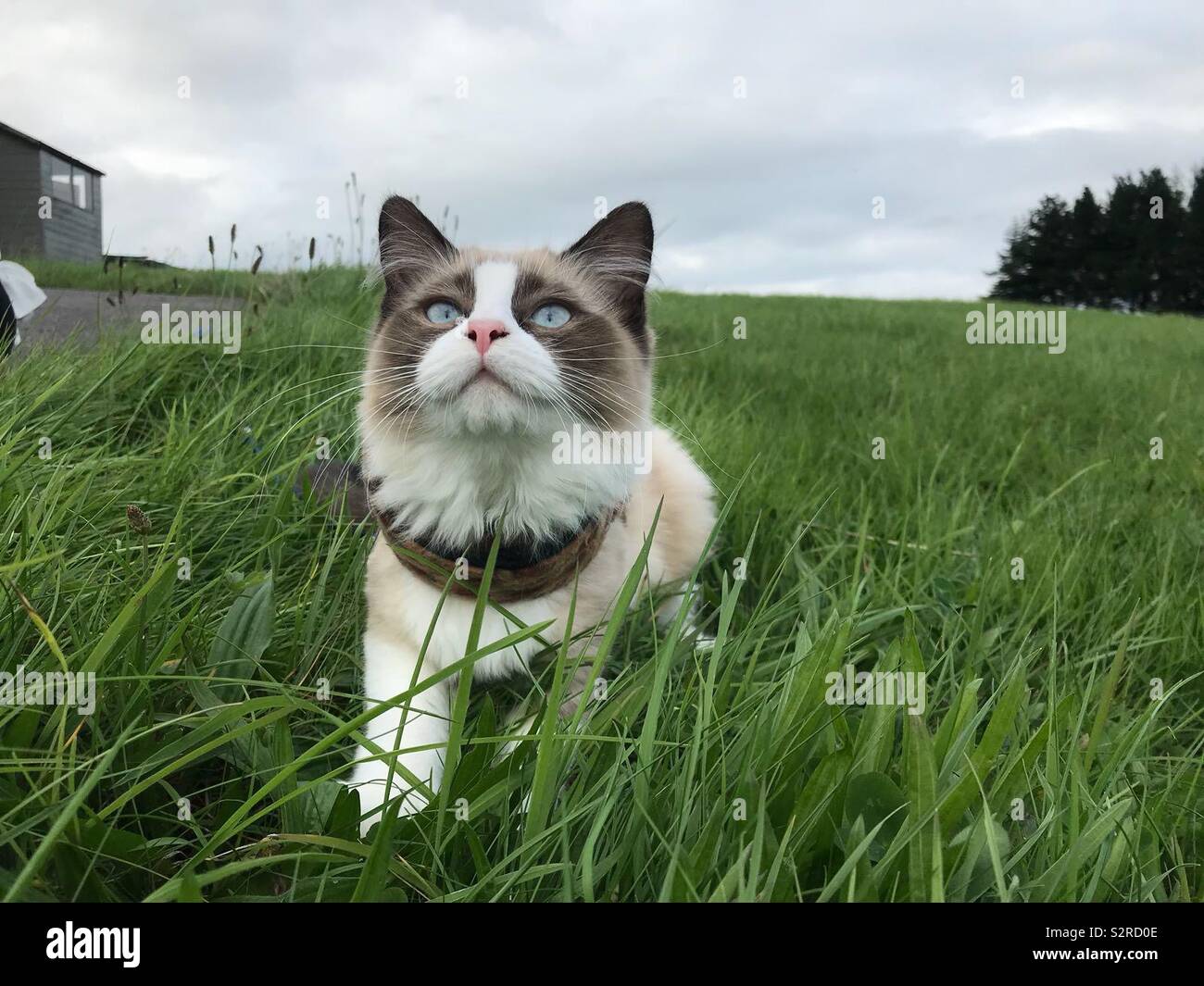 Ragdoll cat walks hi-res stock photography and images - Alamy