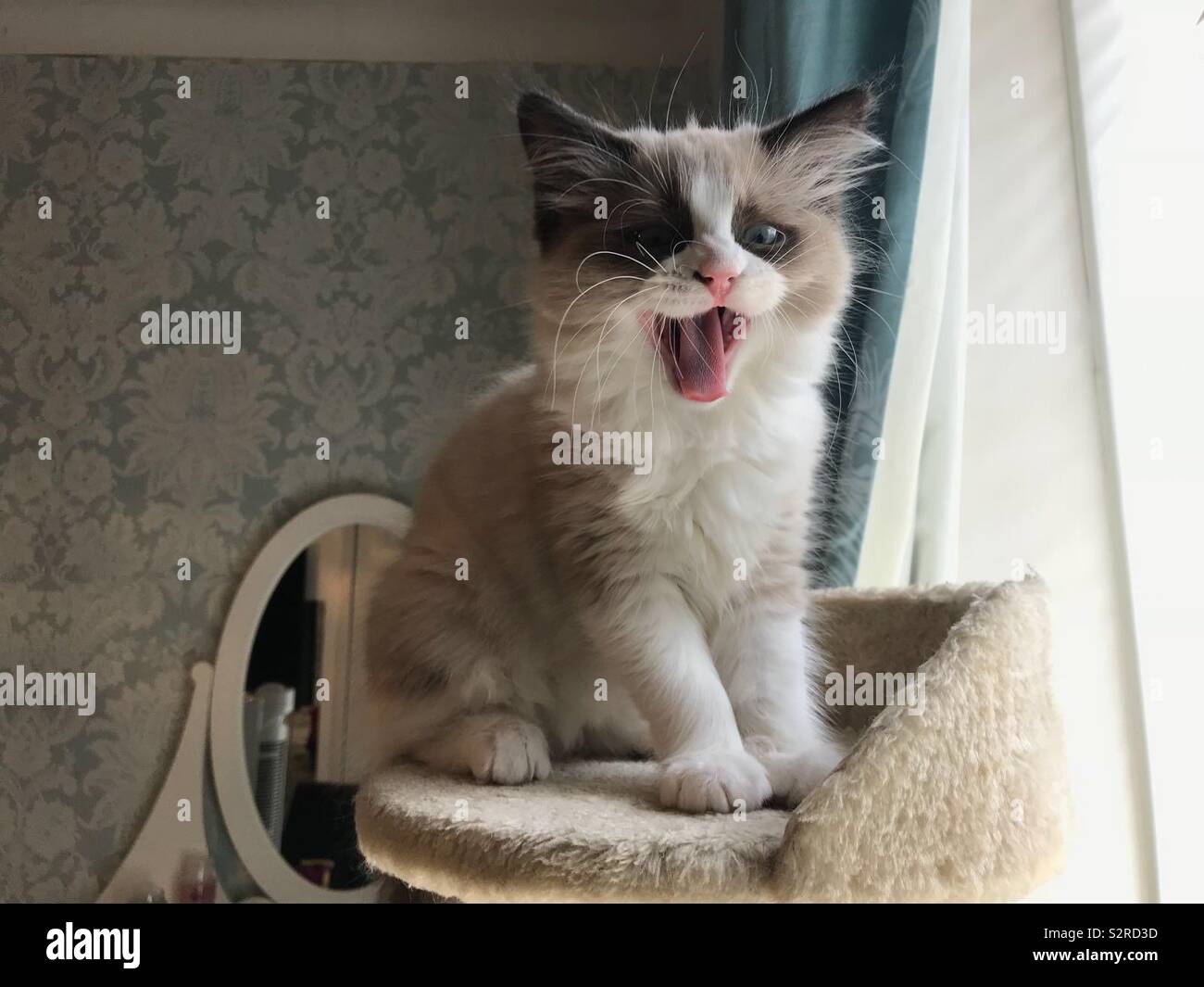 Ragdoll pretty girl yawning Stock Photo - Alamy