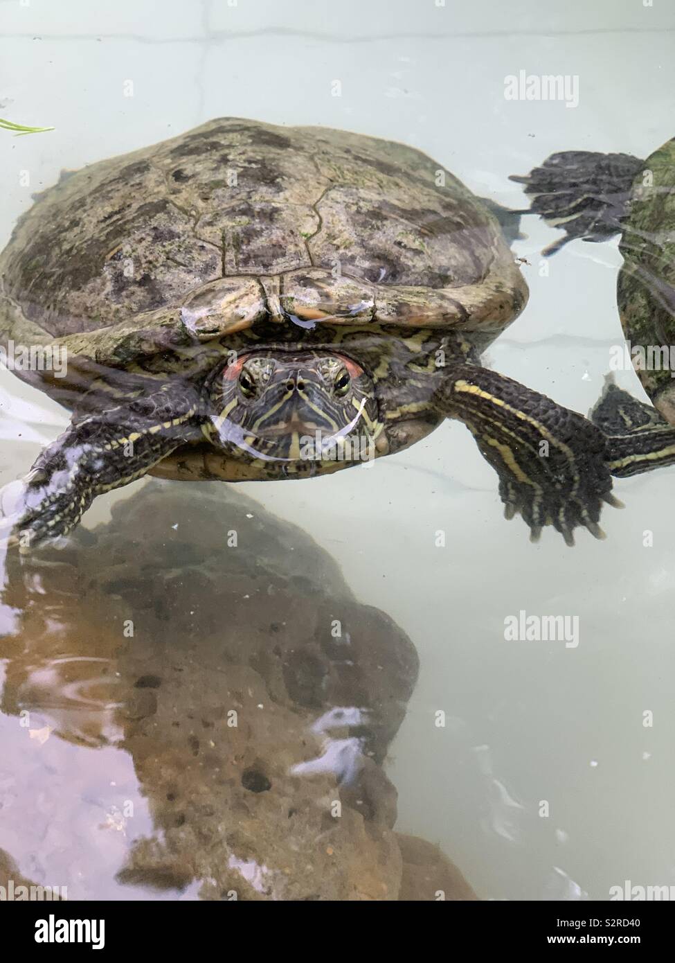 My pet turtle hi-res stock photography and images - Alamy