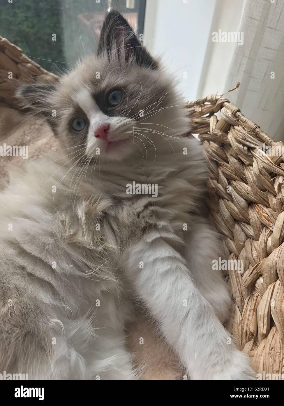 Grumpy face cat hi-res stock photography and images - Alamy