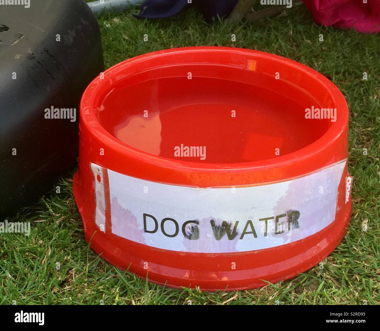 Water dogs hi-res stock photography and images - Alamy