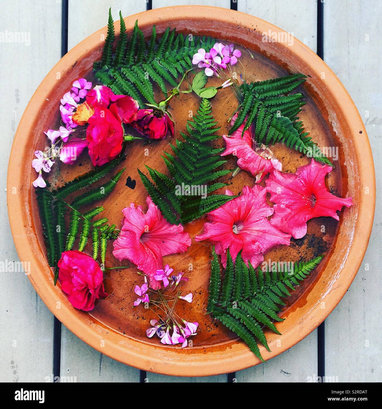 Flower heads in a terracotta dish Stock Photo - Alamy