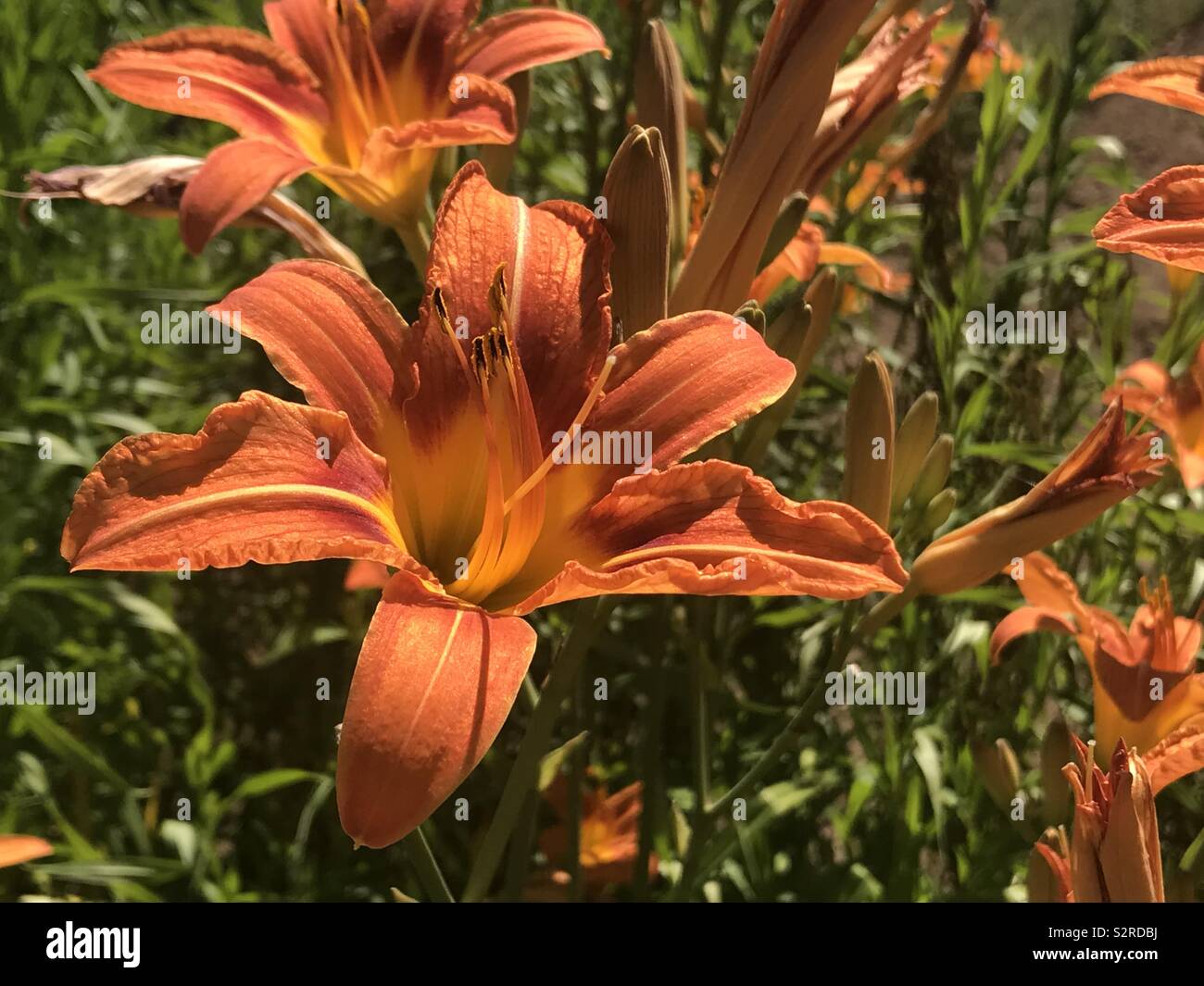 Lilies lilium hi-res stock photography and images - Alamy