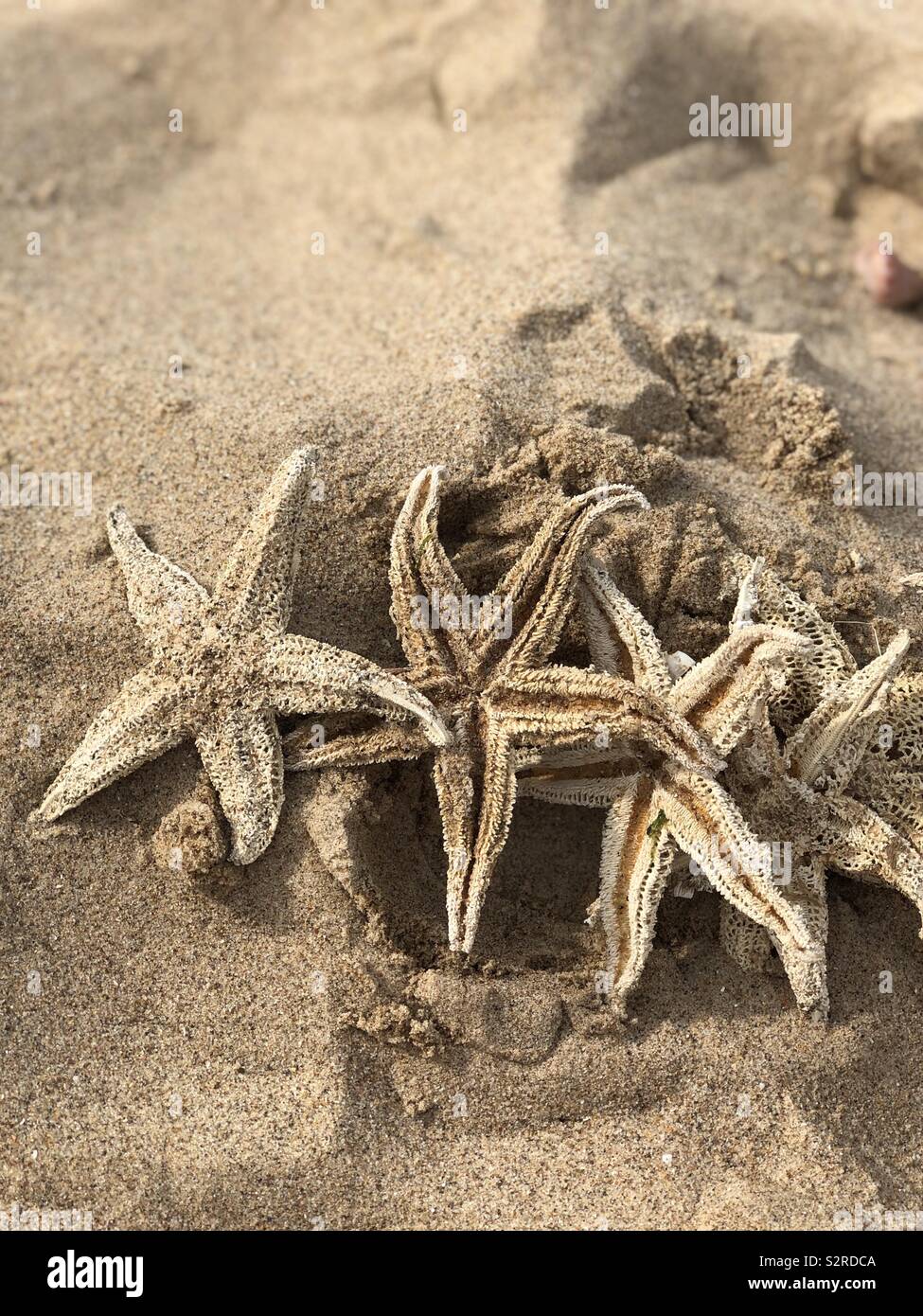 Starfish skeleton hi-res stock photography and images - Alamy