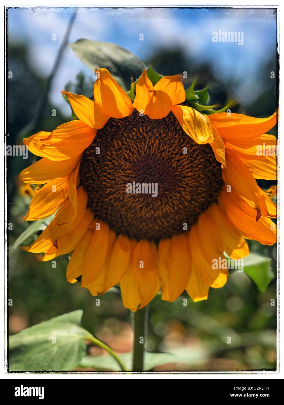 Sunflower giant single hi-res stock photography and images - Alamy