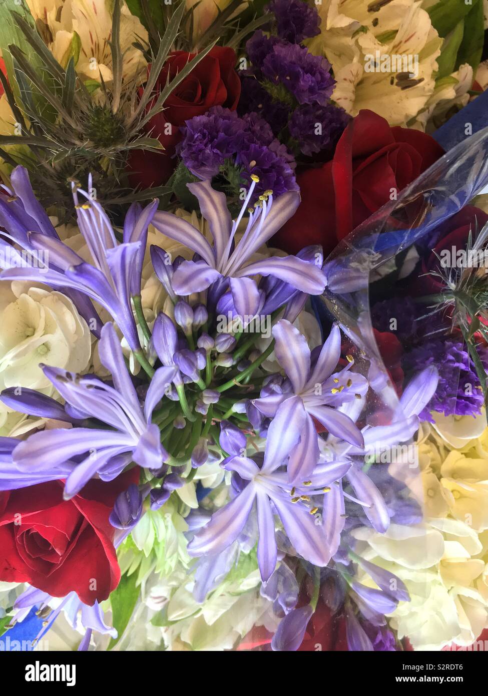 Fresh colorful flowers hi-res stock photography and images - Alamy