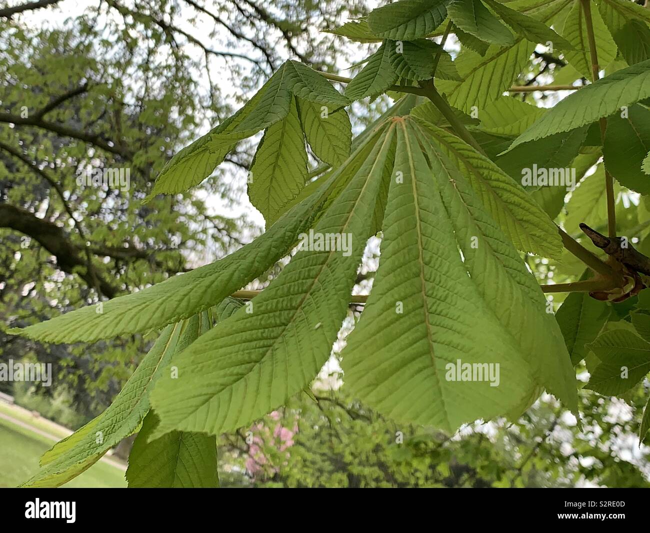 Plant with big leaves hi-res stock photography and images - Alamy