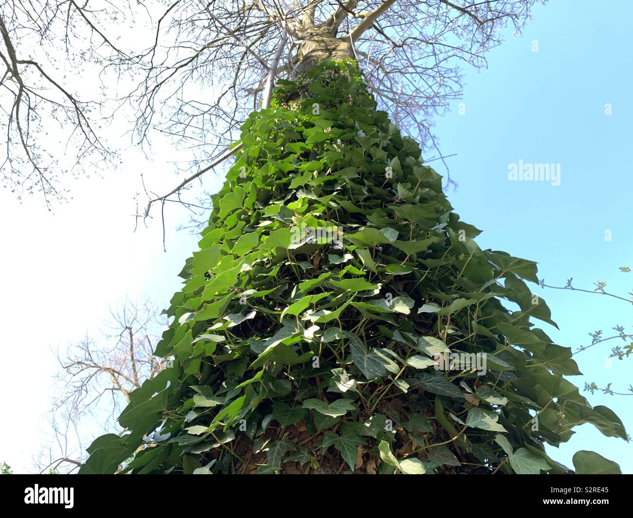 Ivy grow hi-res stock photography and images - Alamy