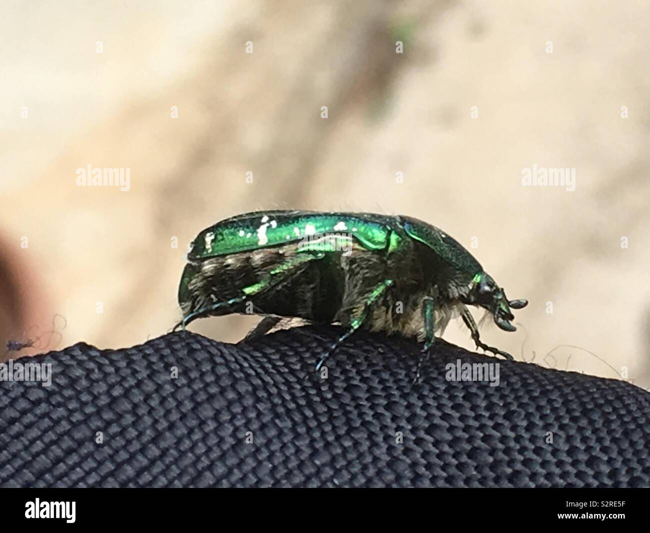 Green beetle hi-res stock photography and images - Alamy