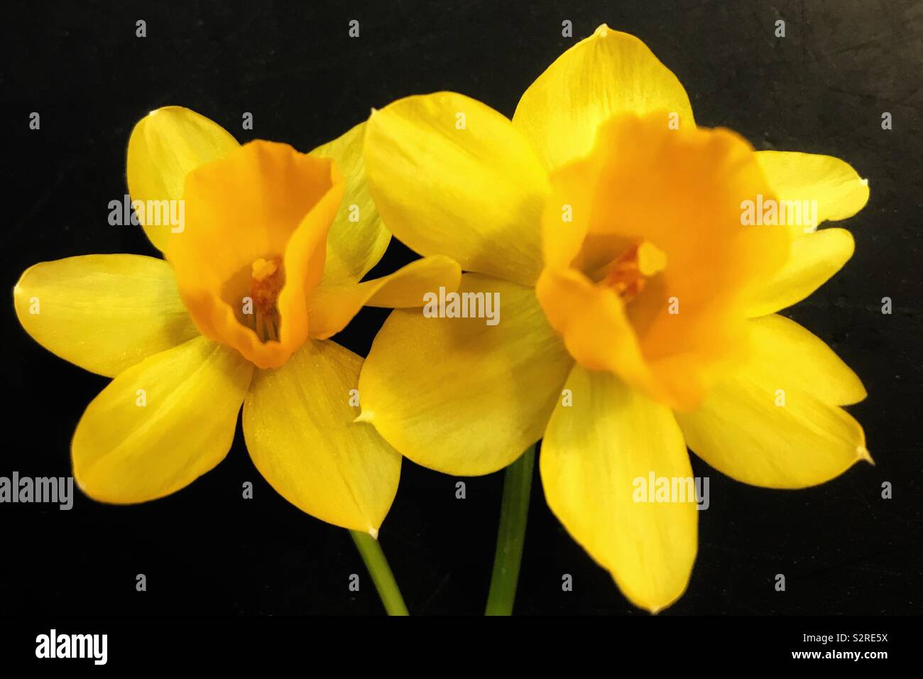 Double daffodil hi-res stock photography and images - Alamy