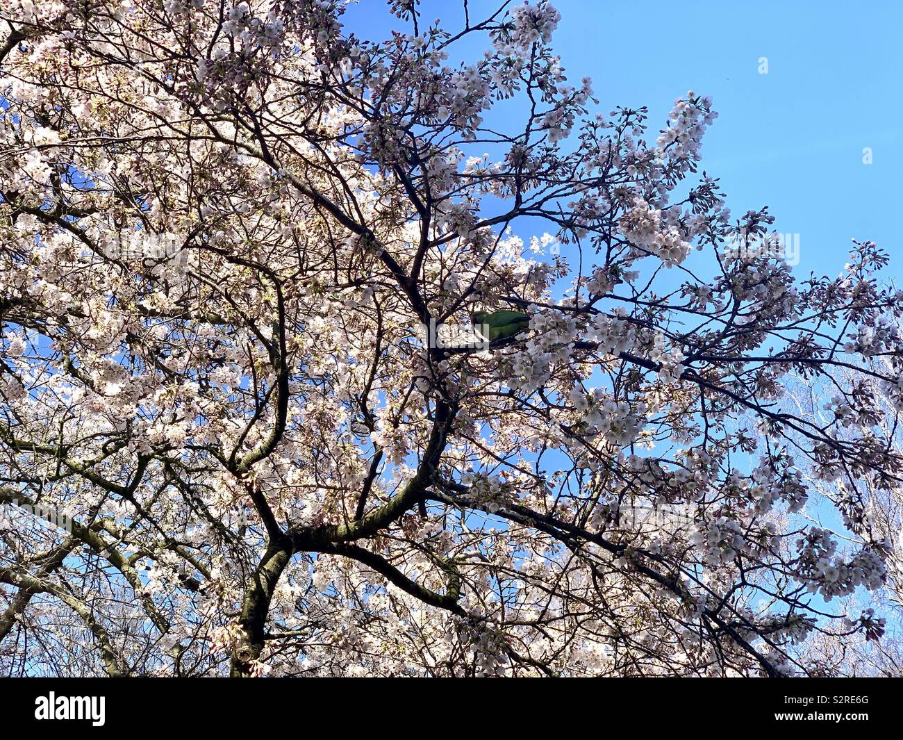 Cherry Tree Bird Stock Photo - Alamy