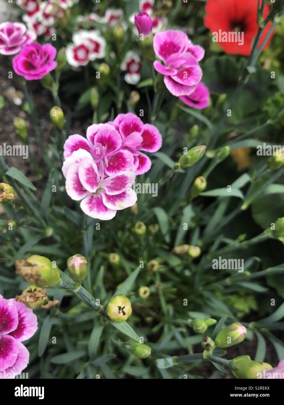 Dianthus pink kisses flowers hi-res stock photography and images - Alamy