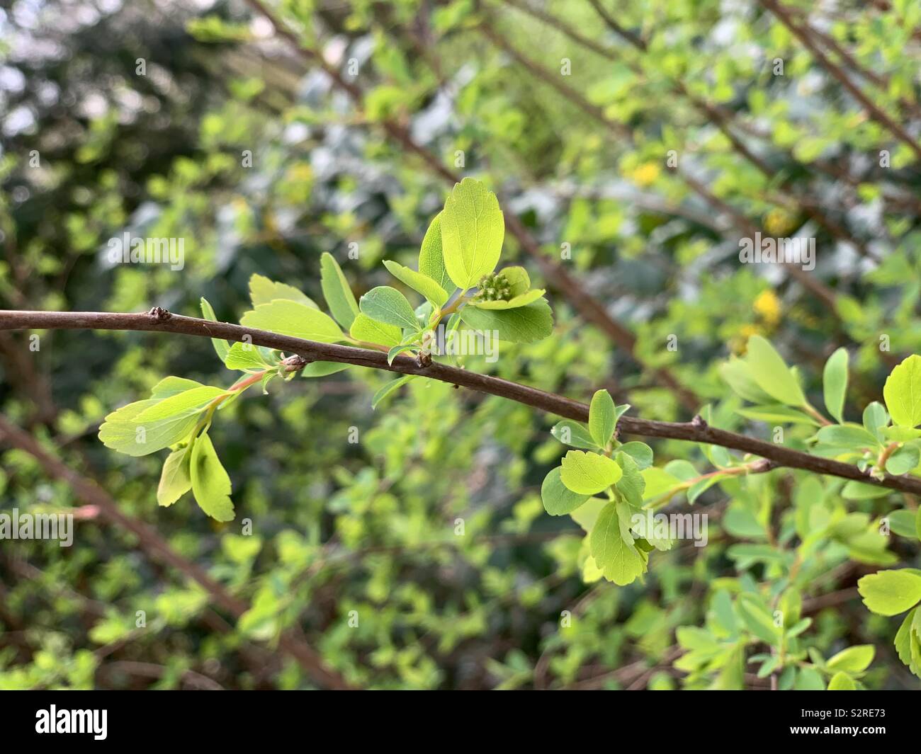 Stick of plant hi-res stock photography and images - Alamy