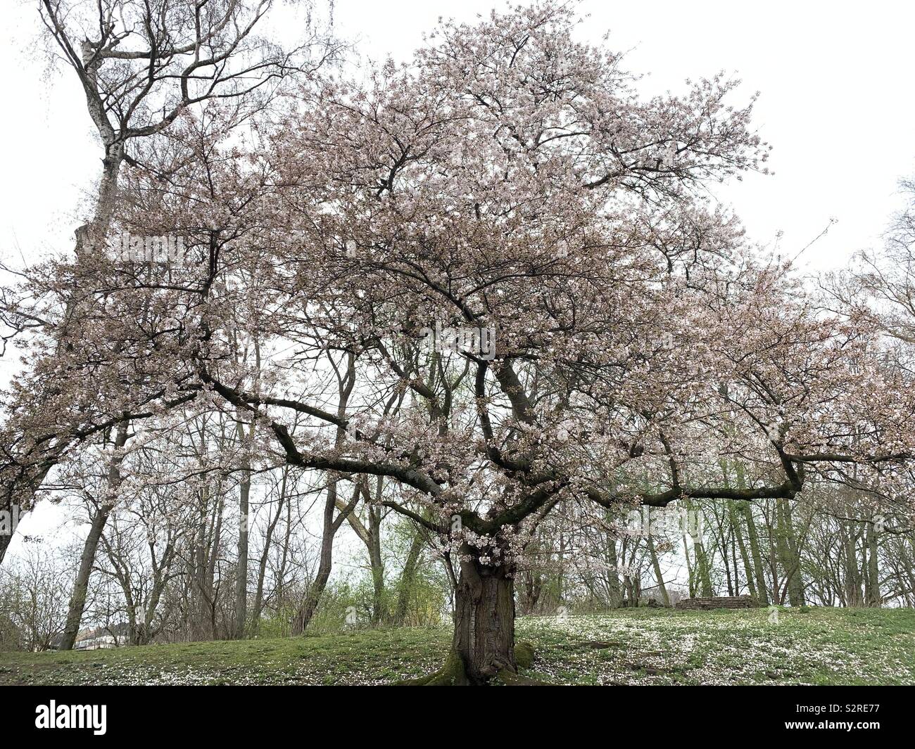 Cherry tree wood hi-res stock photography and images - Alamy