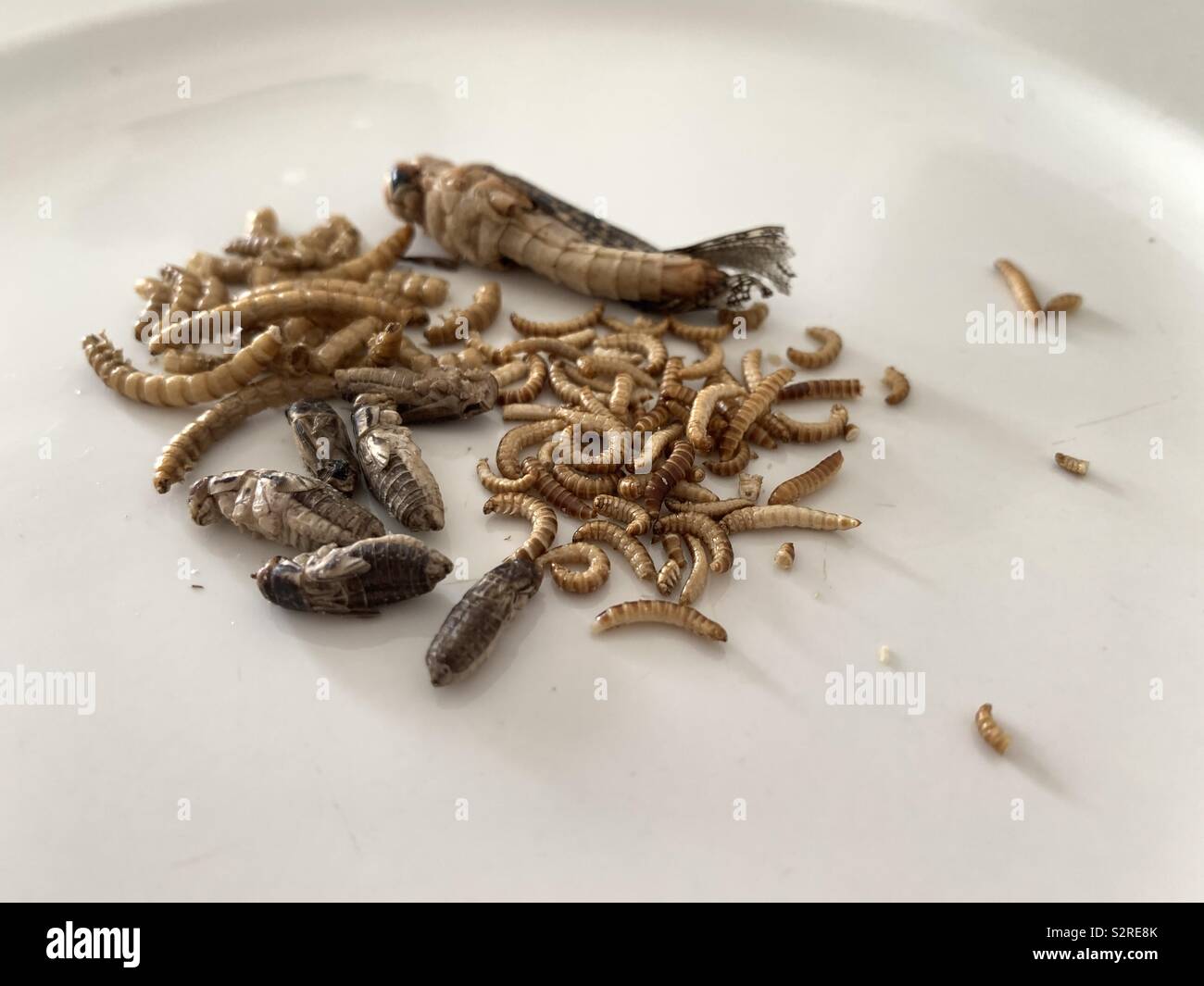 Edible bugs hi-res stock photography and images - Alamy