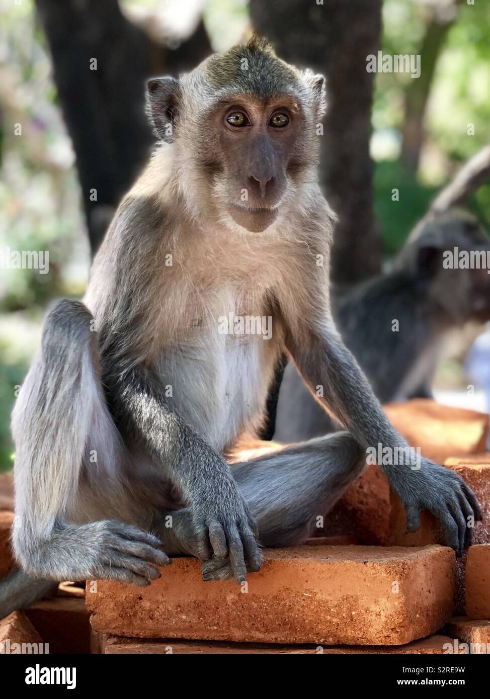 Monkey bali hi-res stock photography and images - Alamy