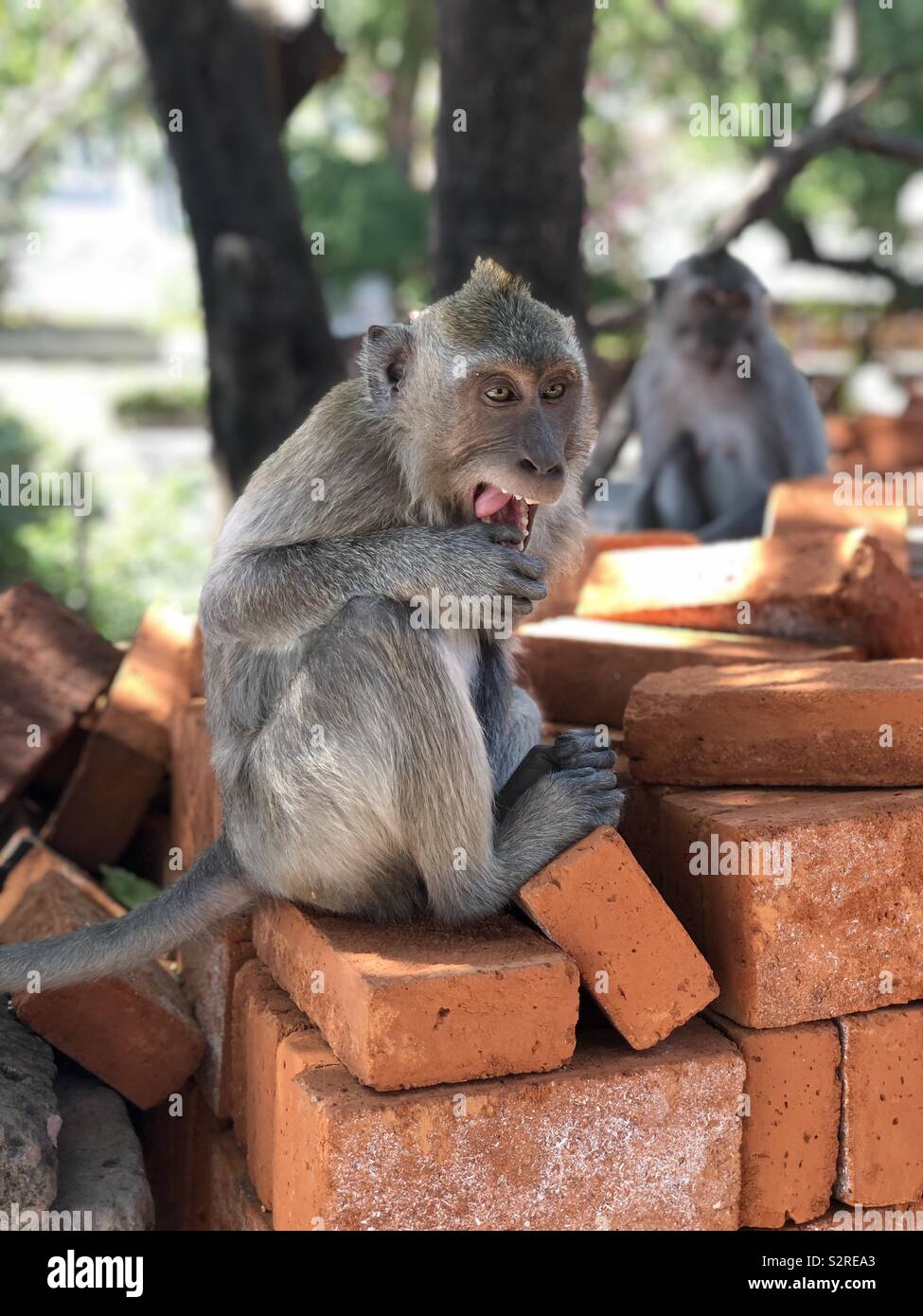 Monkey mouth open Stock Photo - Alamy