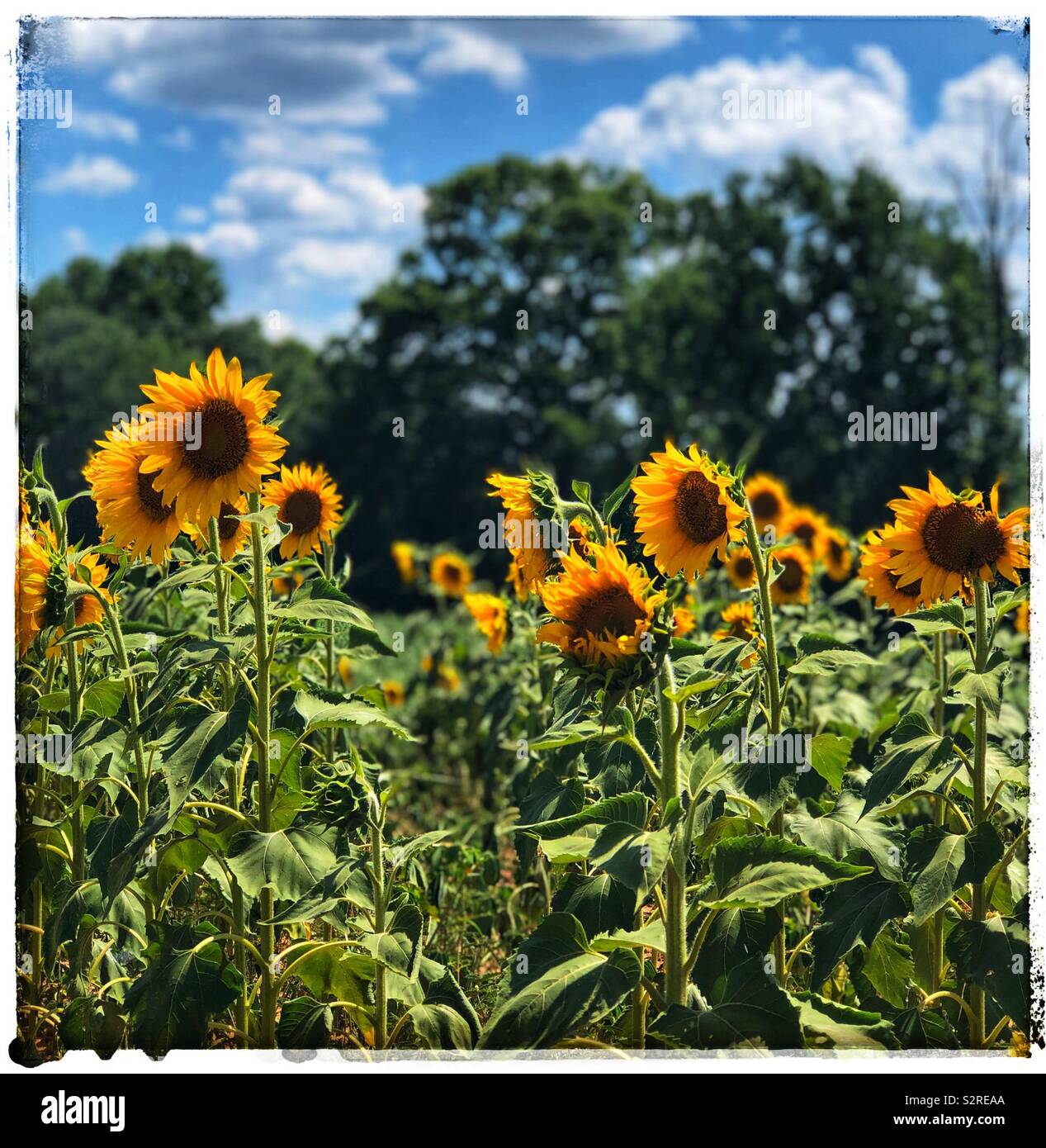 Tall sunflowers hi-res stock photography and images - Alamy