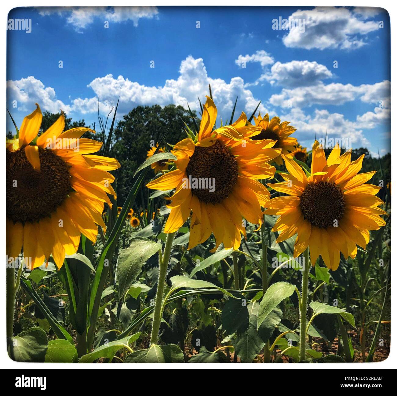 Trio of sunflowers hi-res stock photography and images - Alamy