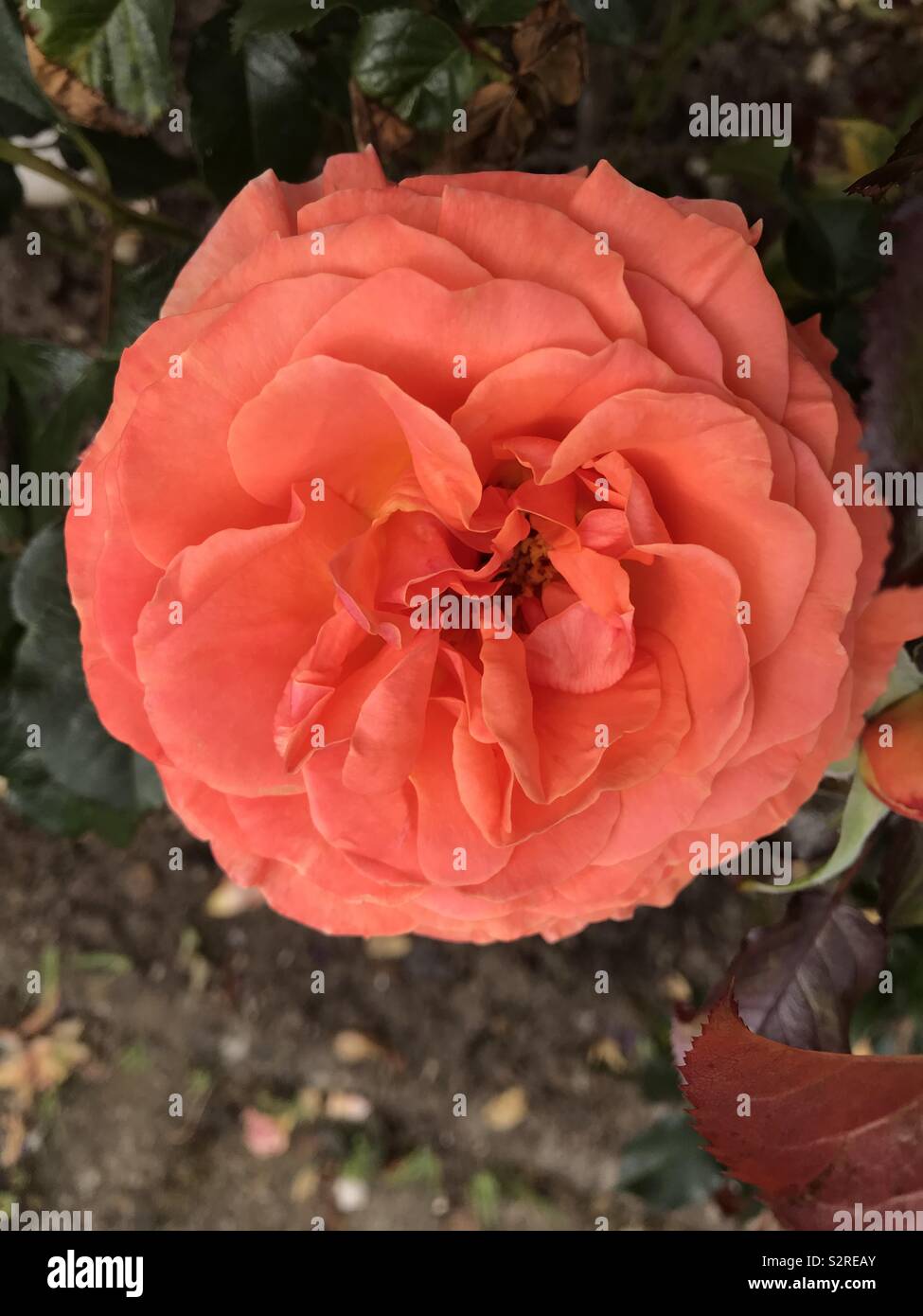 Rose rise hi-res stock photography and images - Alamy
