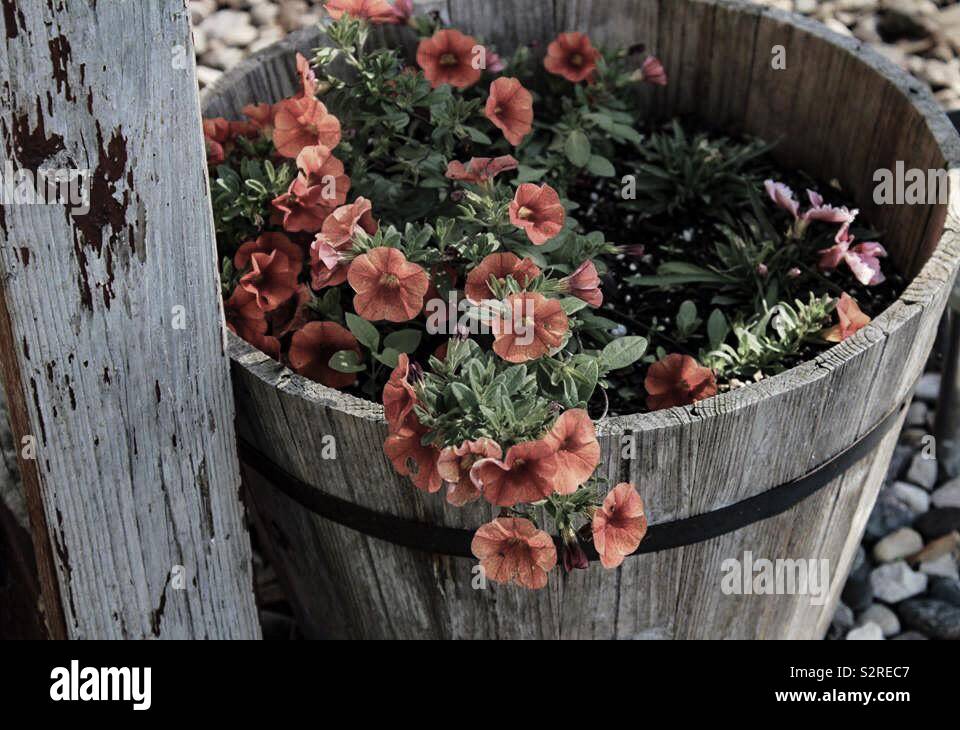 Pit of flower hi-res stock photography and images - Alamy