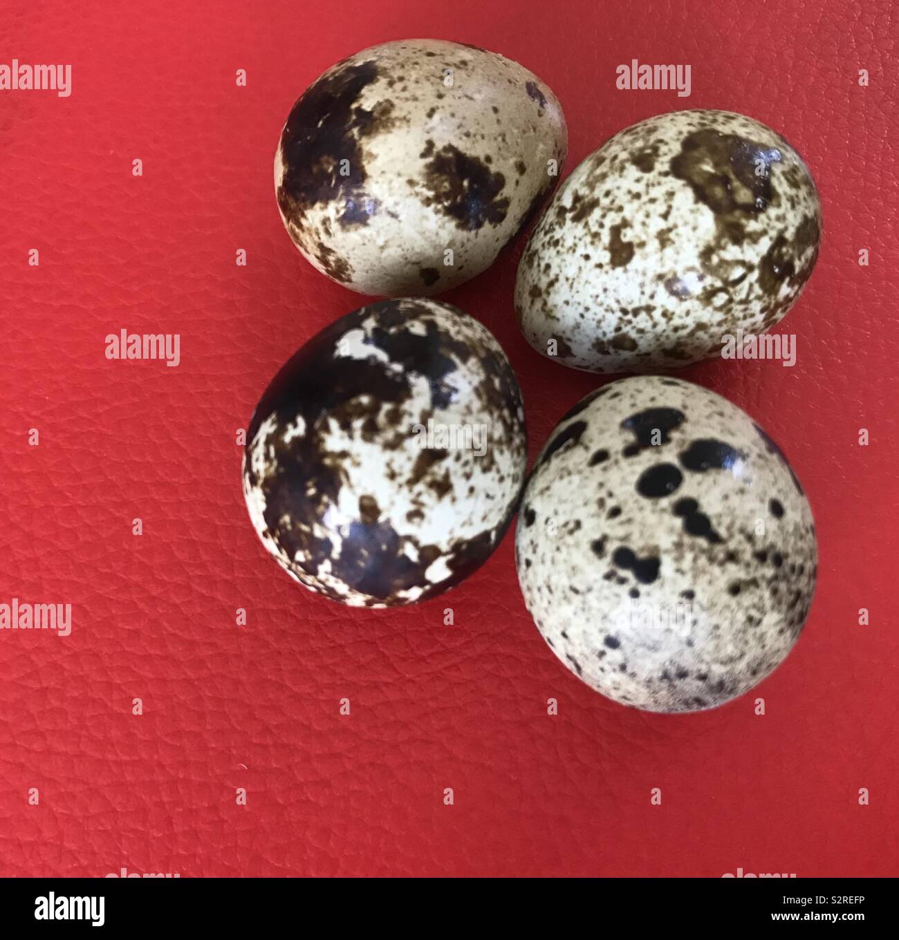 Tiny eggs hi-res stock photography and images - Alamy