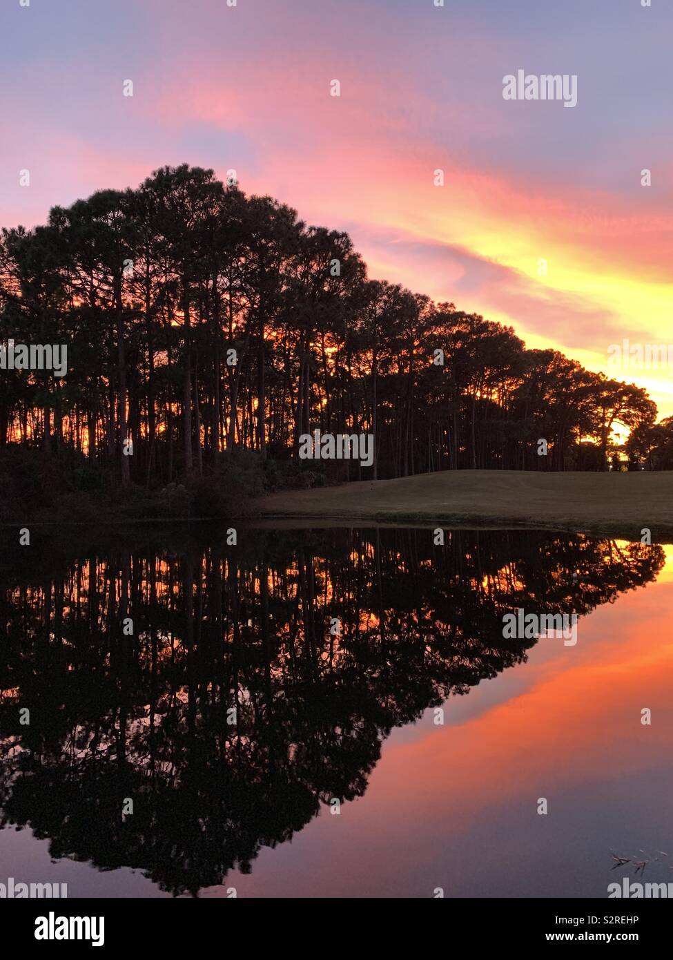 Sunset Lake Pine Tree